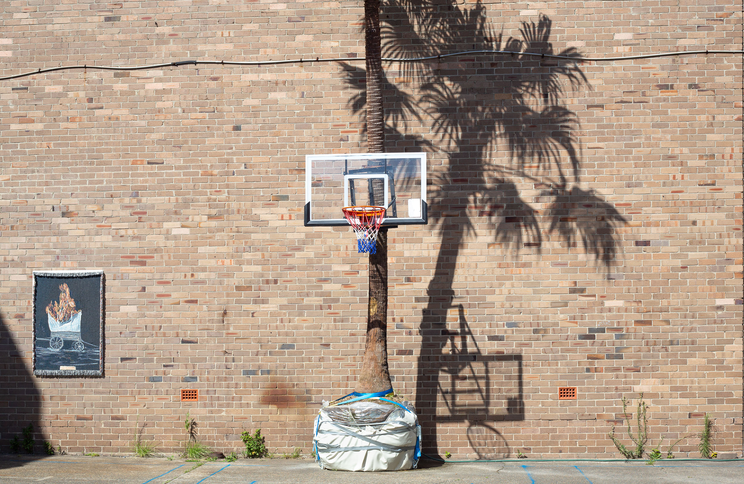 Palm Hoop #1, Alexandria, Sydney | Mike Hewson