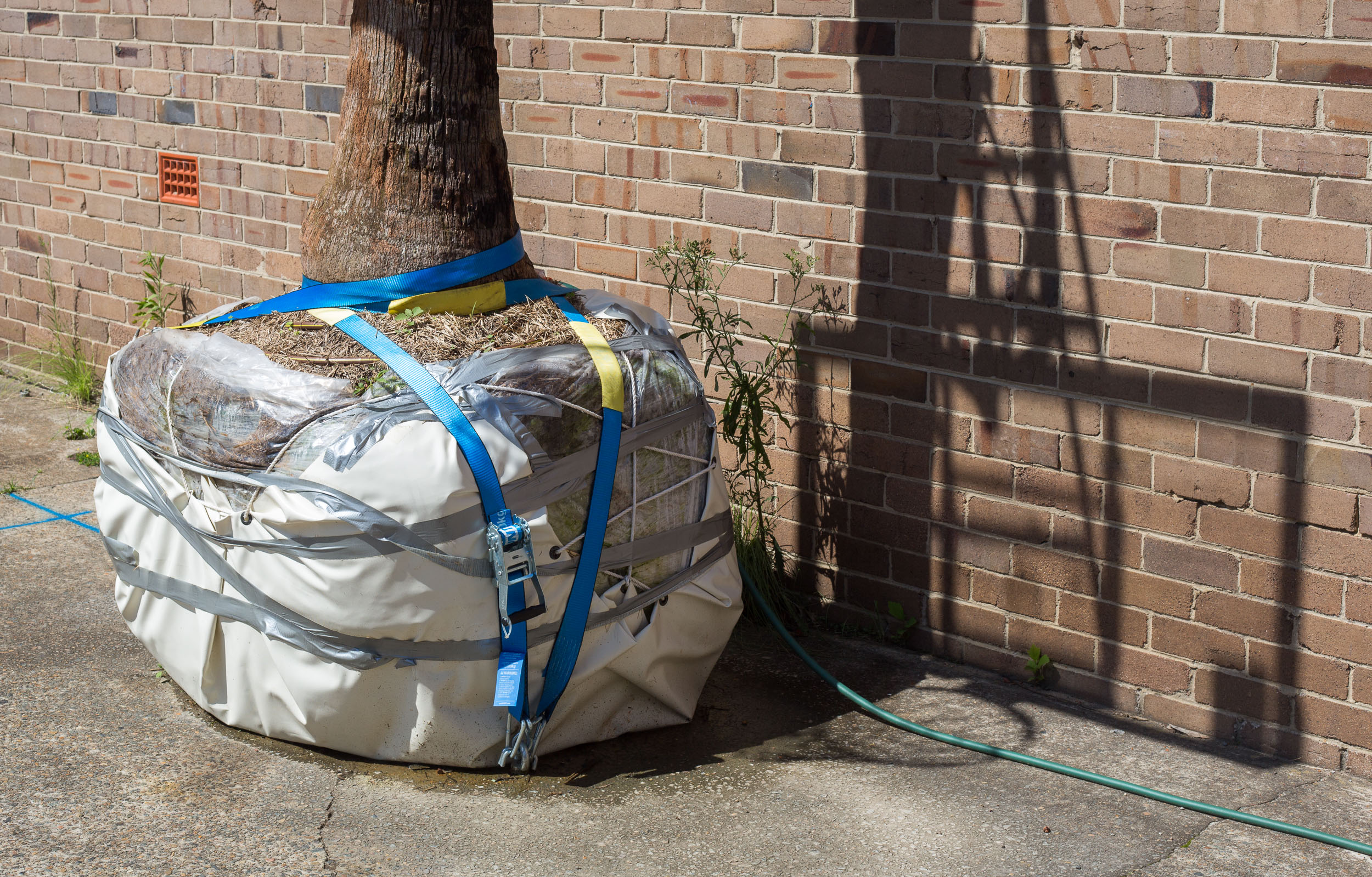 Palm Hoop #1, Alexandria, Sydney | Mike Hewson
